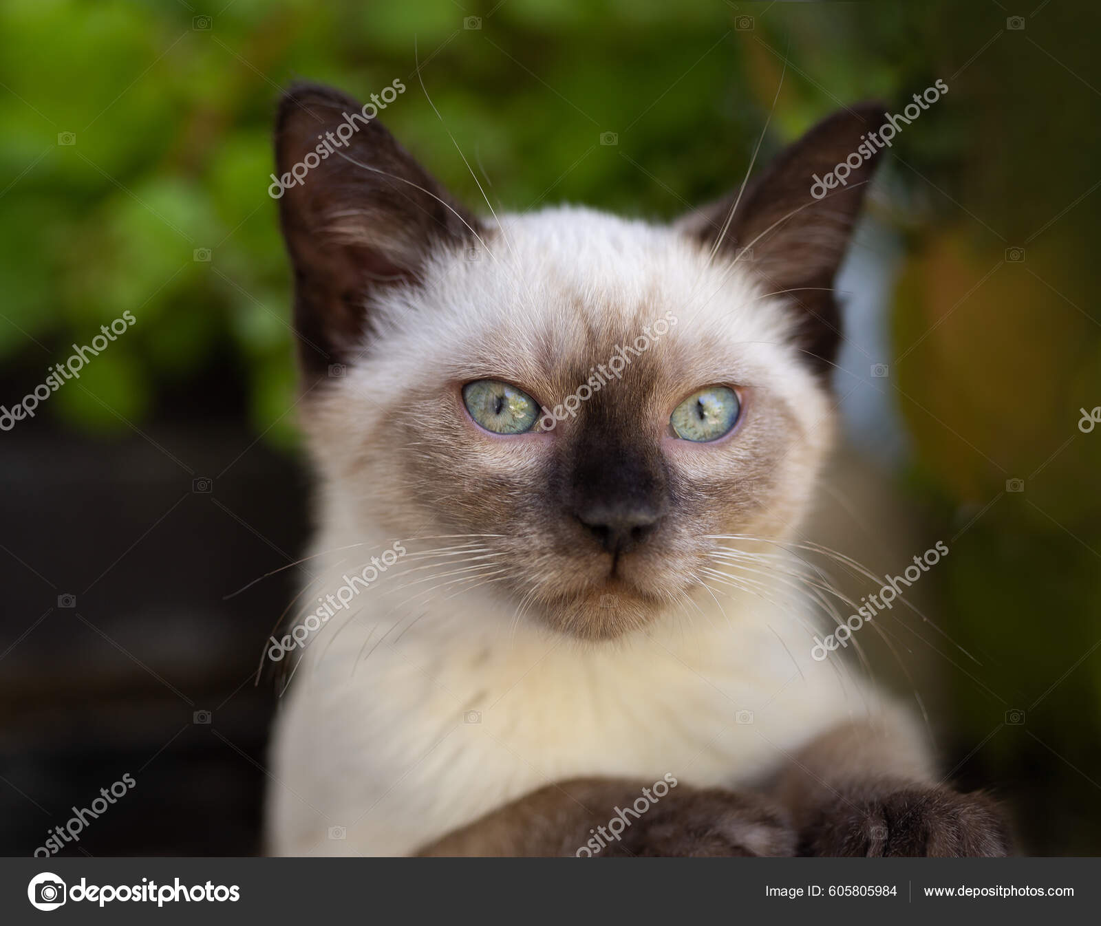 Lilac Point Siamese Mix