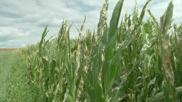 6,882 Usar como campo Videos, Royalty-free Stock Usar como campo ...