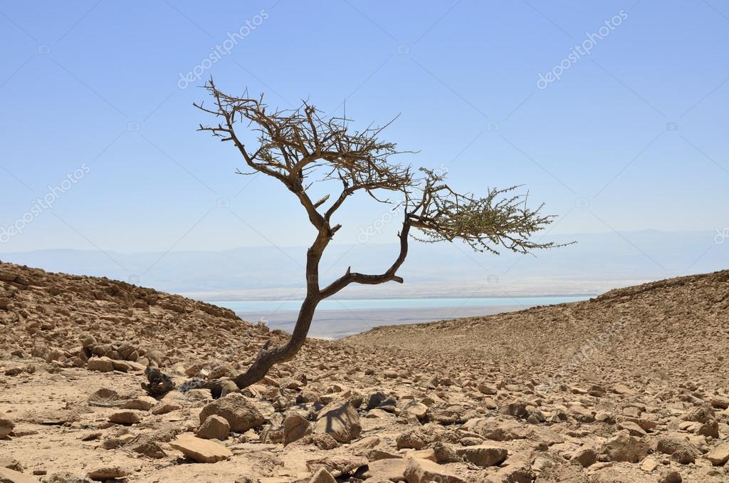 Alone acacia tree in Judea desert, Israel — Stock Photo © leospek #16820177