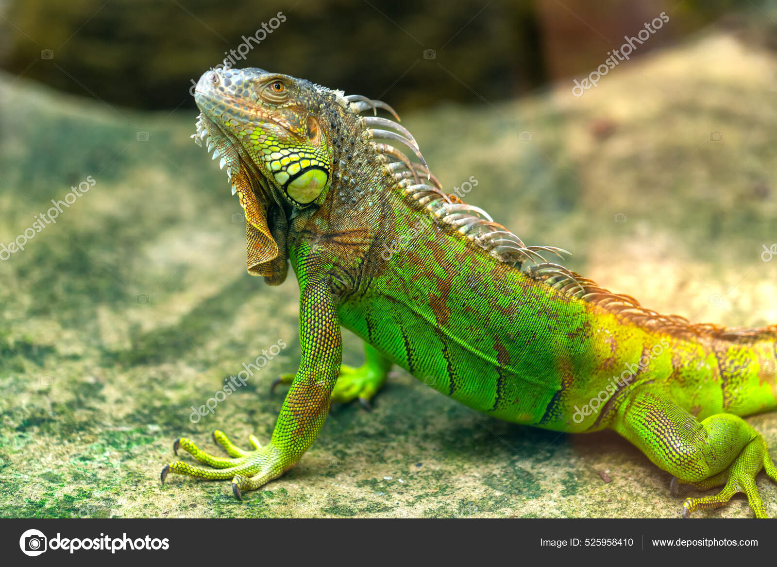Common Iguana Portrait Resting Public Park Residual Dinosaur Reptile ...