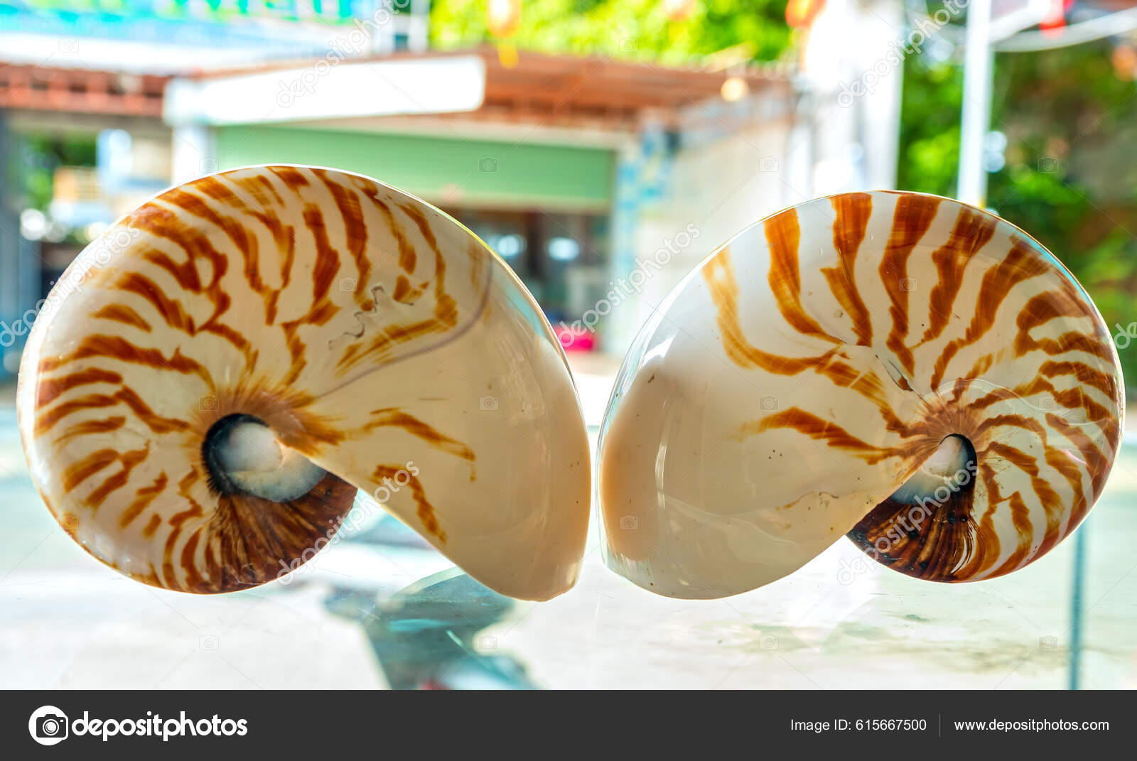 Single Sea Shell Marine Snail Displayed Souvenir Market Species ...