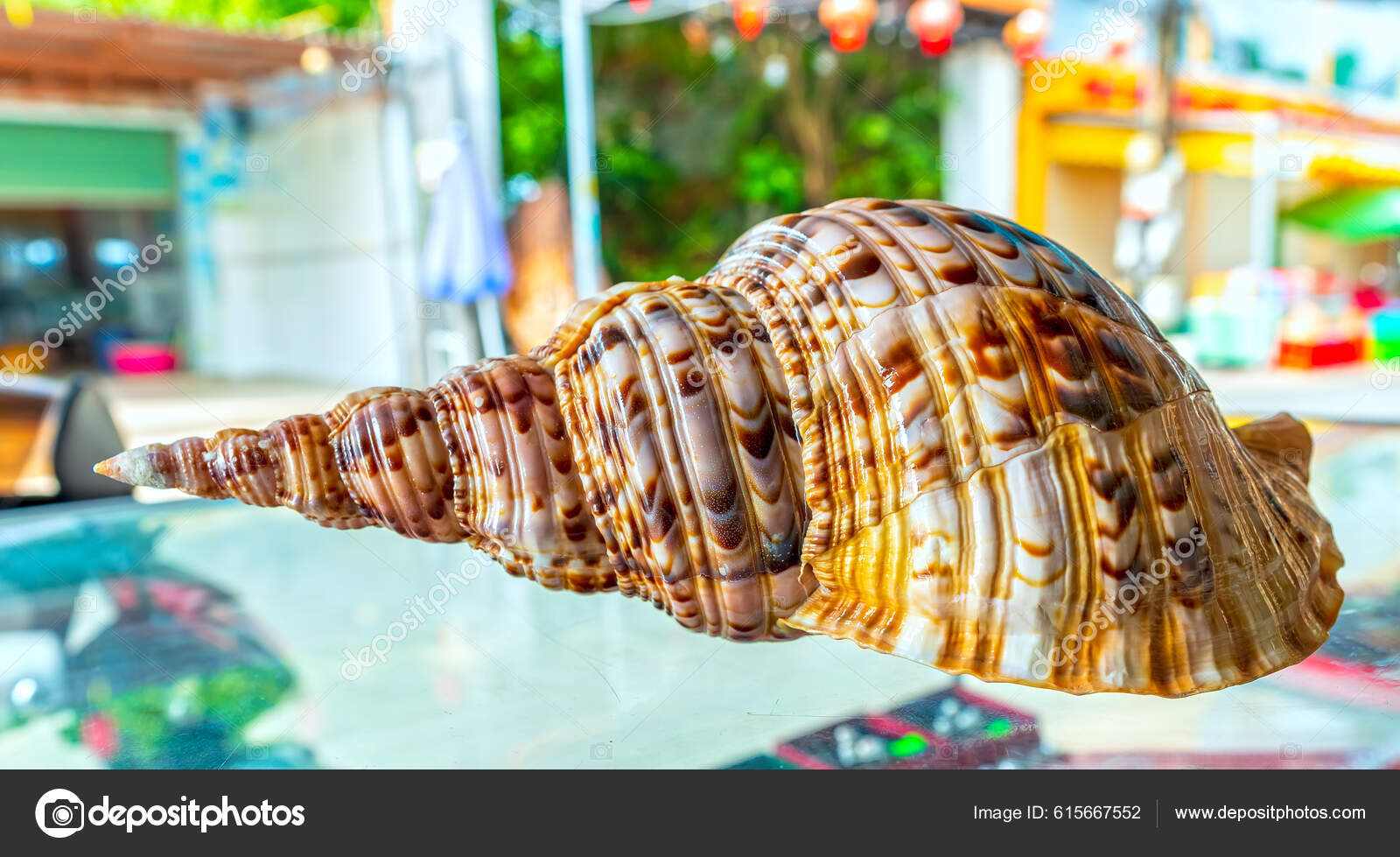 Single Sea Shell Marine Snail Displayed Souvenir Market Species ...