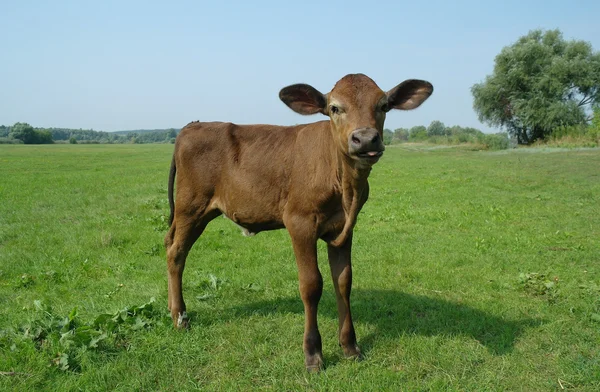 French simmental Stock Photos, Royalty Free French simmental Images ...