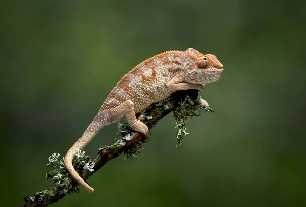 Funny chameleon Stock Photos, Royalty Free Funny chameleon Images ...