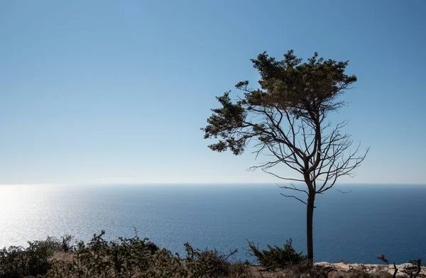 Lonely tree at tossa de mar on sunrise images libres de droit, photos de Lonely tree at tossa de ...