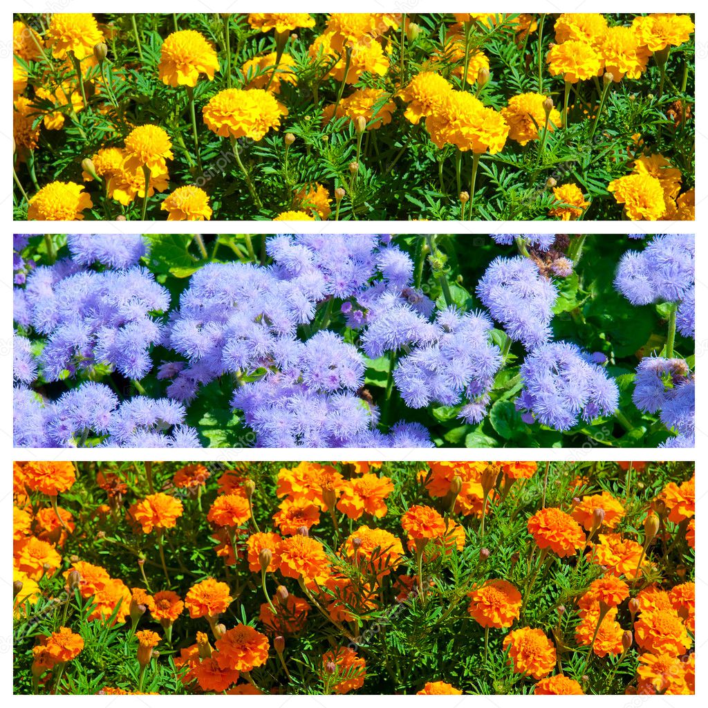 Collage of three flowers pics — Stock Photo © hollygraphic #12394726