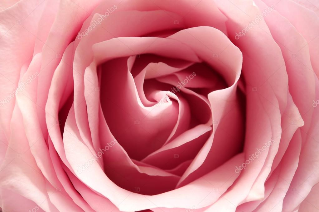 Pink rose — Stock Photo © asimojet #24396823