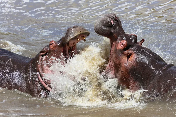 Hippo fighting Stock Photos, Royalty Free Hippo fighting Images ...