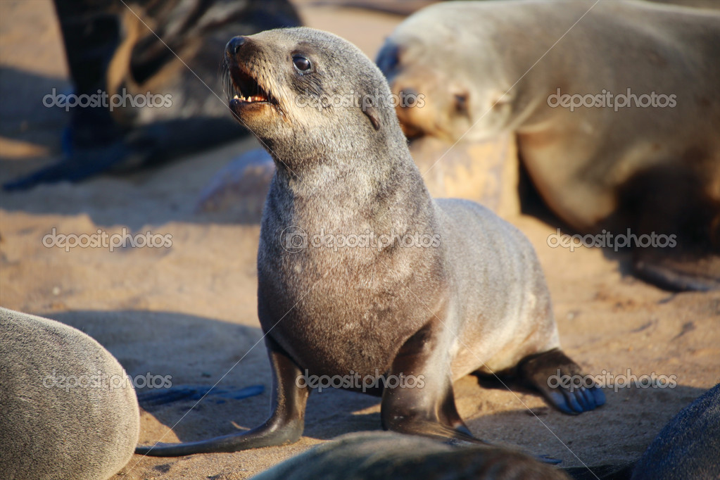 Dread Nought but the Fury of the Seas | Page 29 | alternatehistory.com