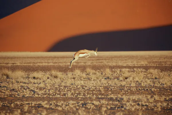 Springbok jumping Stock Photos, Royalty Free Springbok jumping Images ...