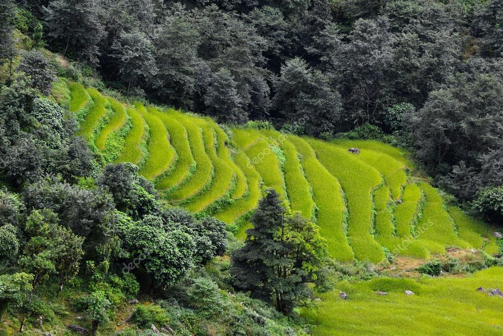Rice field in Nepal — Stock Photo © salajean #36201513