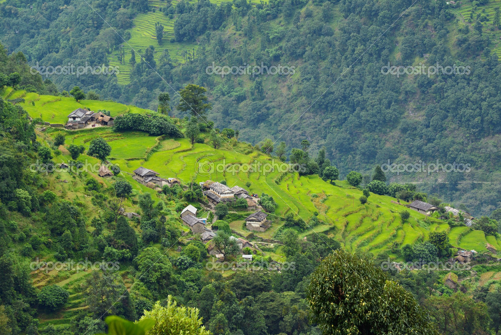 Rice field in Nepal Stock Photo by ©salajean 38324365