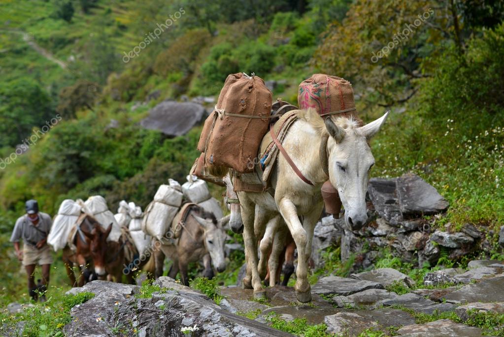 A shepherd with a caravan of donkeys carrying heavy supplies – Stock ...