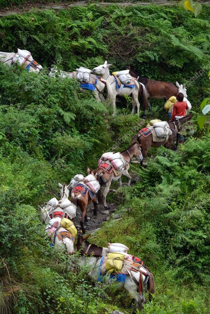 A shepherd with a caravan of donkeys carrying supplies in the Hi ...