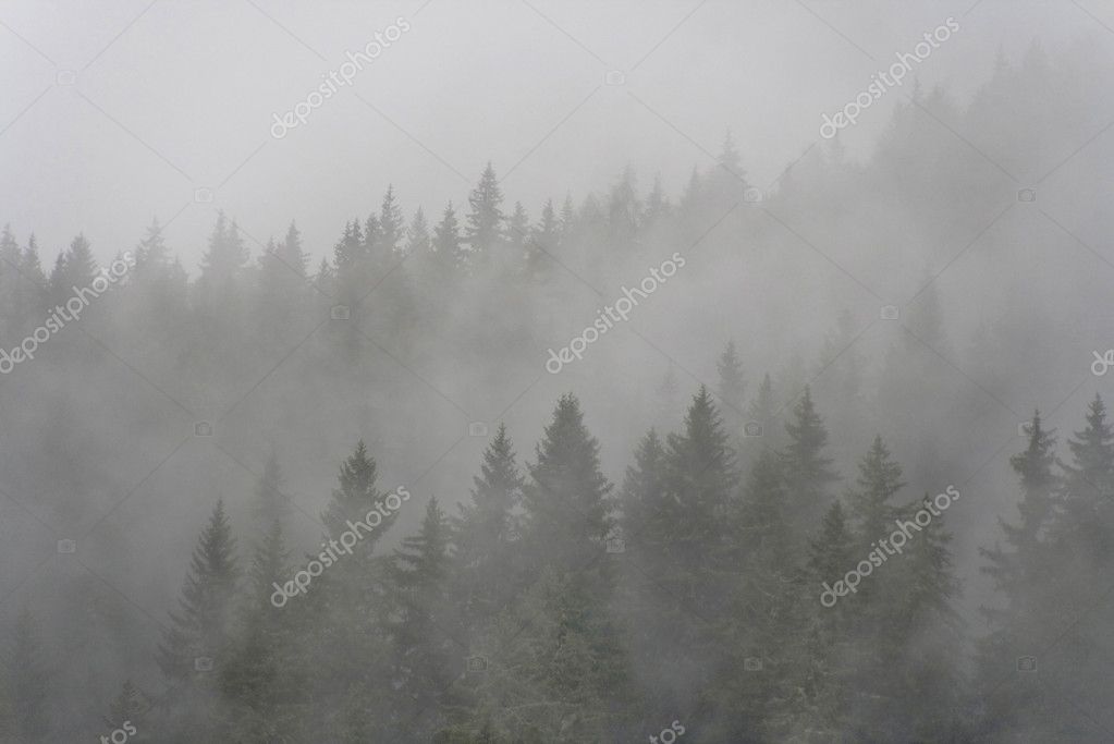 Pine forest in the fog — Stock Photo © santirf #15791659