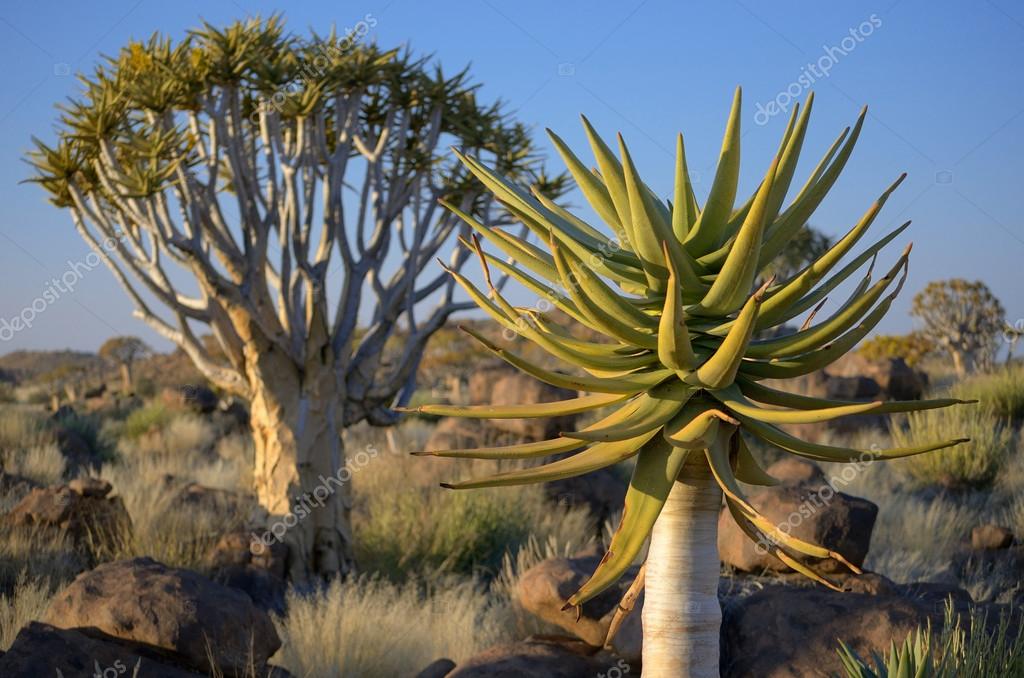 Quiver tree forest in Namibia — Stock Photo © JaySi #25930245