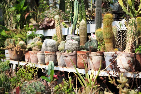 El mundo de los cactus Stock Photos, Royalty Free El mundo de los ...