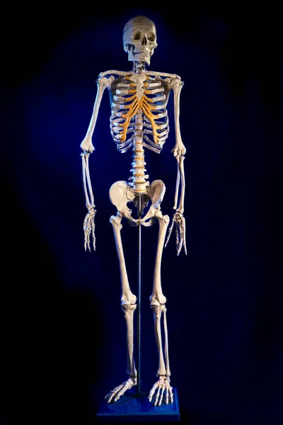 Bones Stock Photos, Royalty Free Bones Images | Depositphotos