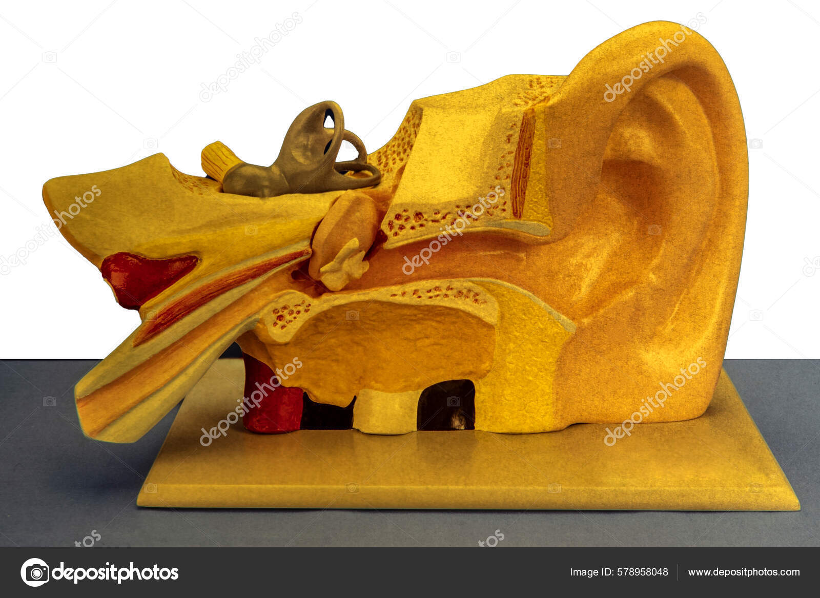 Human Ear Cutting Close Stock Photo by ©Nelsonyo 578958048