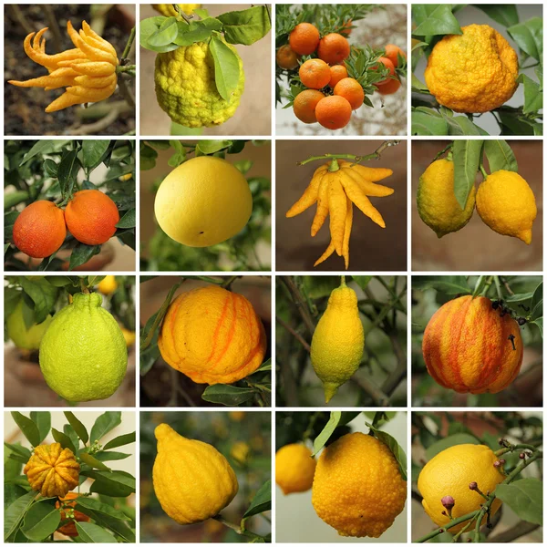 Citrus collection as background Stock Photo by ©Malgorzata_Kistryn 45338317