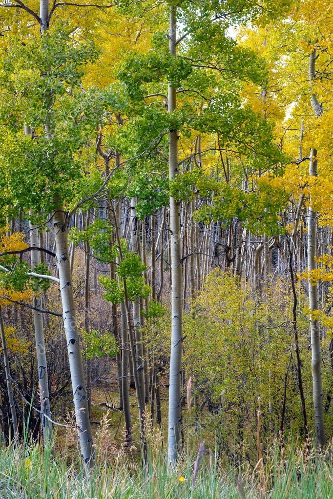 Golden Aspen Trees Grove in Autumn, Fall — Stock Photo © forestpath ...