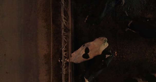 Dairy farm, breeding cows in a modern hangar stand in stall while ...