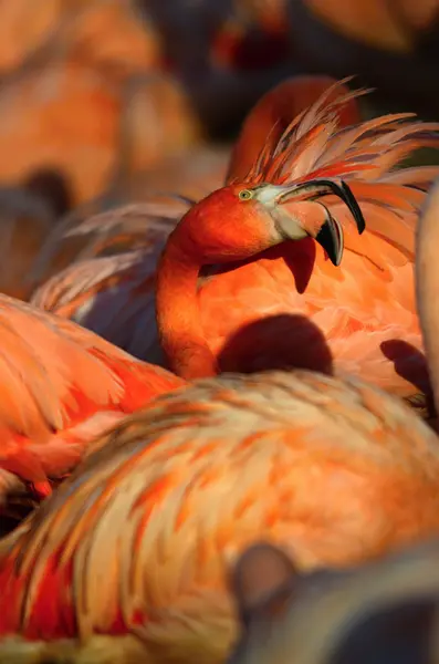 The rescuers down under Stock Photos, Royalty Free The rescuers down ...