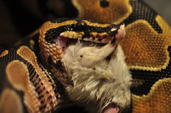 Snake fangs Stock Photos, Royalty Free Snake fangs Images | Depositphotos