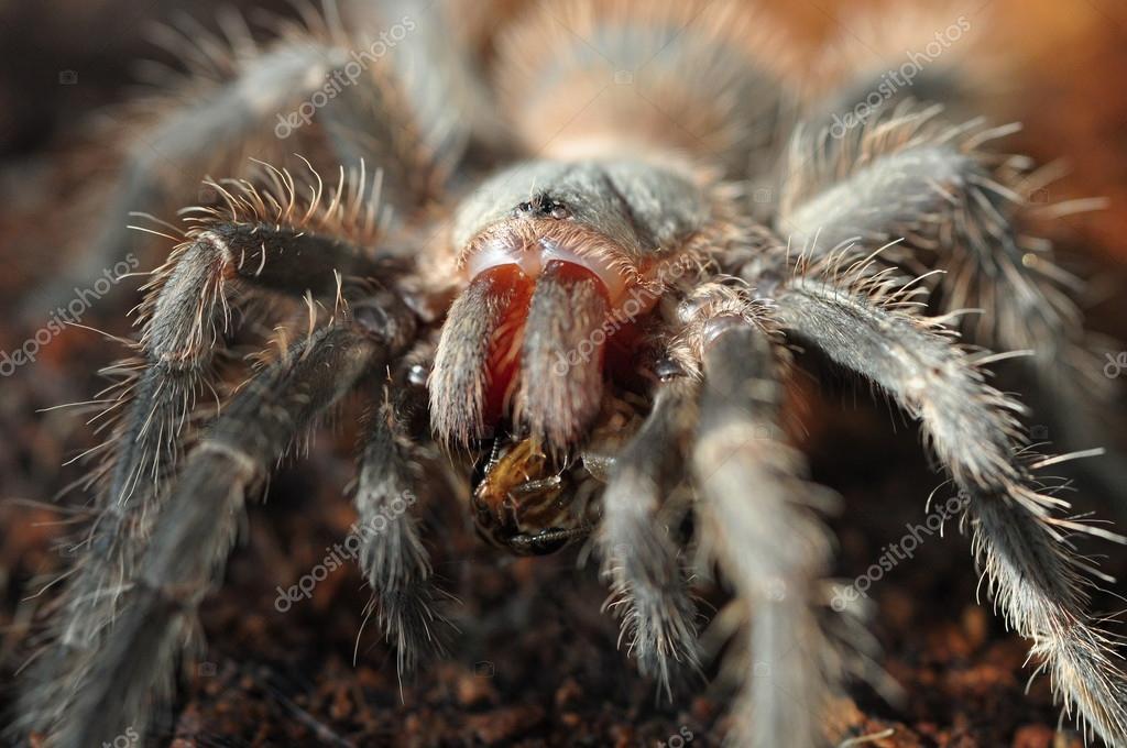 Spider — Stock Photo © turtleman #42231895