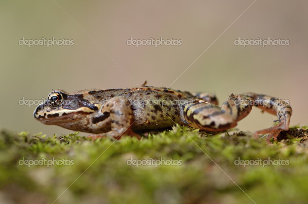 Frog Stock Photo by ©turtleman 44506649