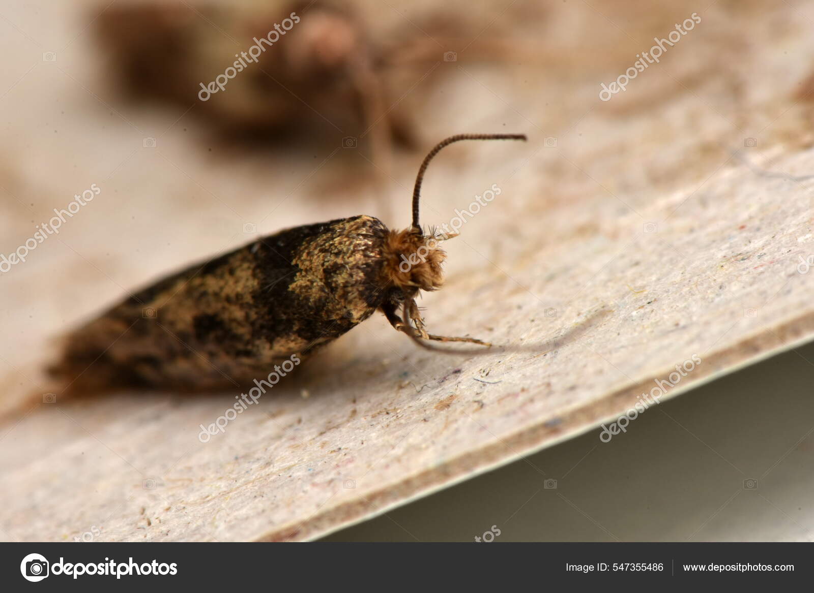 Indianmeal Moth Indian Meal Moth Indian Meal Moth Plodia Interpunctell ...
