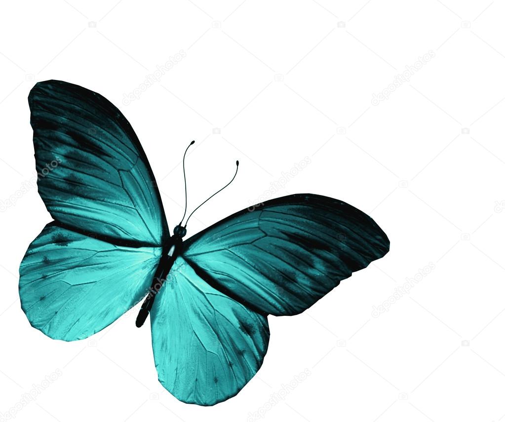 Papillon bleu, isolé sur fond blanc — Photographie sun_tiger © #12254895