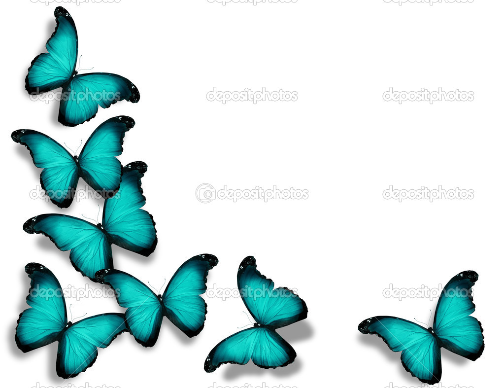 Mariposas bandera turquesa, aisladas sobre fondo blanco — Foto de stock ...
