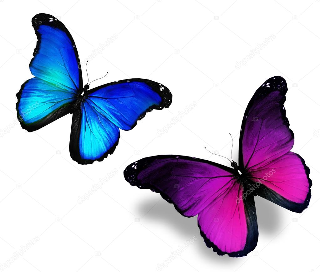 Two violet blue butterflies on white background — Stock Photo © sun ...