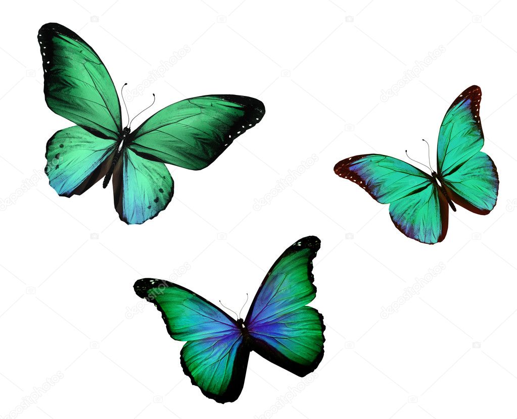 Three turquoise butterfly , isolated on white background — Stock Photo ...