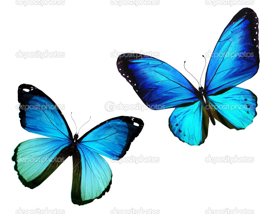 Two butterfly flying, isolated on white background Stock Photo by ©sun ... Two butterfly flying, isolated on white background Stock Photo by ©sun ...