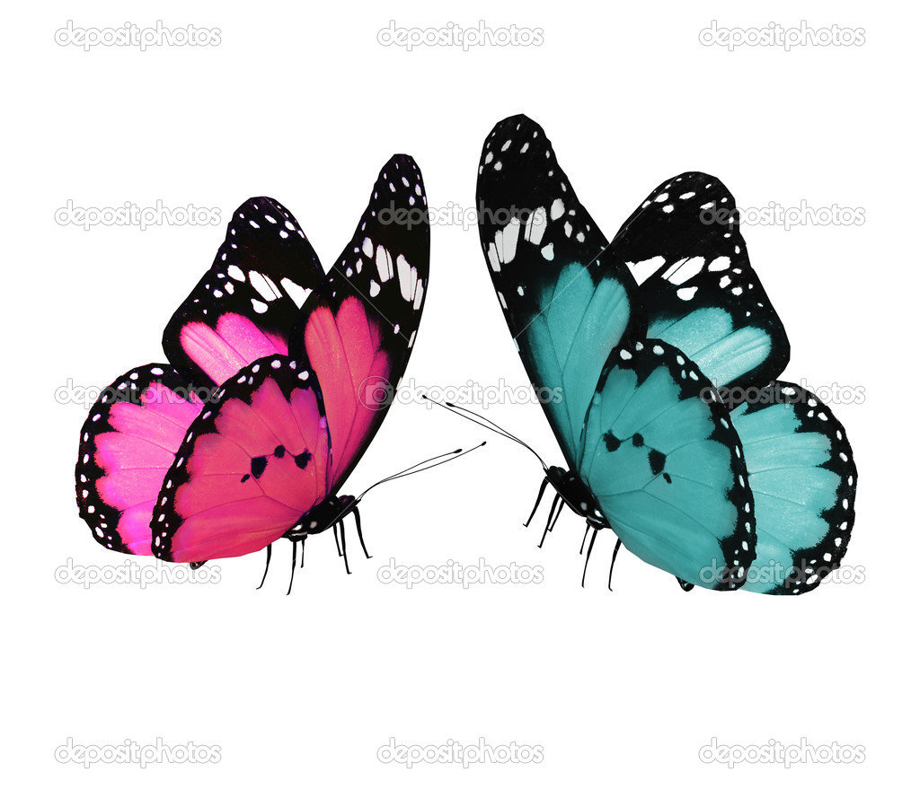 Deux papillon rose bleu, isolé sur fond blanc — Photo #12458293