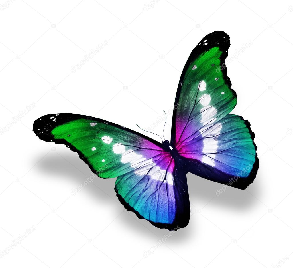 Blue violet green butterfly flying, isolated on white background ...