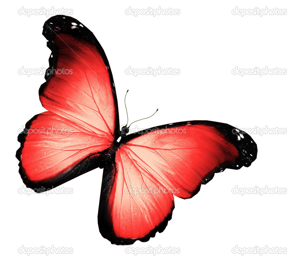 Red butterfly on white background Stock Photo by ©sun_tiger 13098894