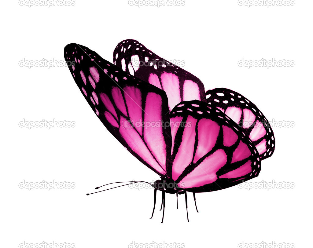 Borboleta rosa, isolada sobre branco — Fotografia de stock © sun_tiger ...
