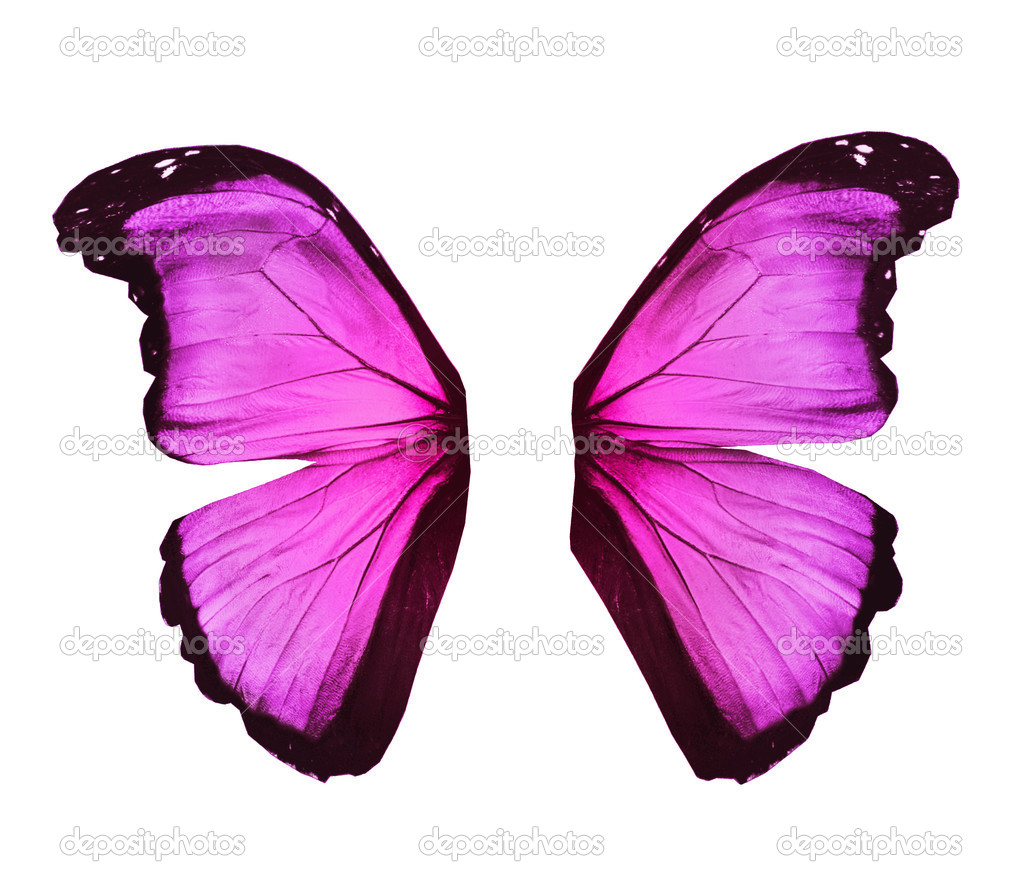 Wings of morpho pink butterfly , isolated on white Stock Illustration ...