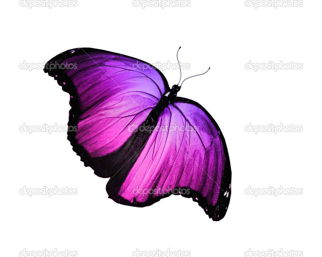 Violet butterfly flying, isolated on white — Stock Photo © sun_tiger ...