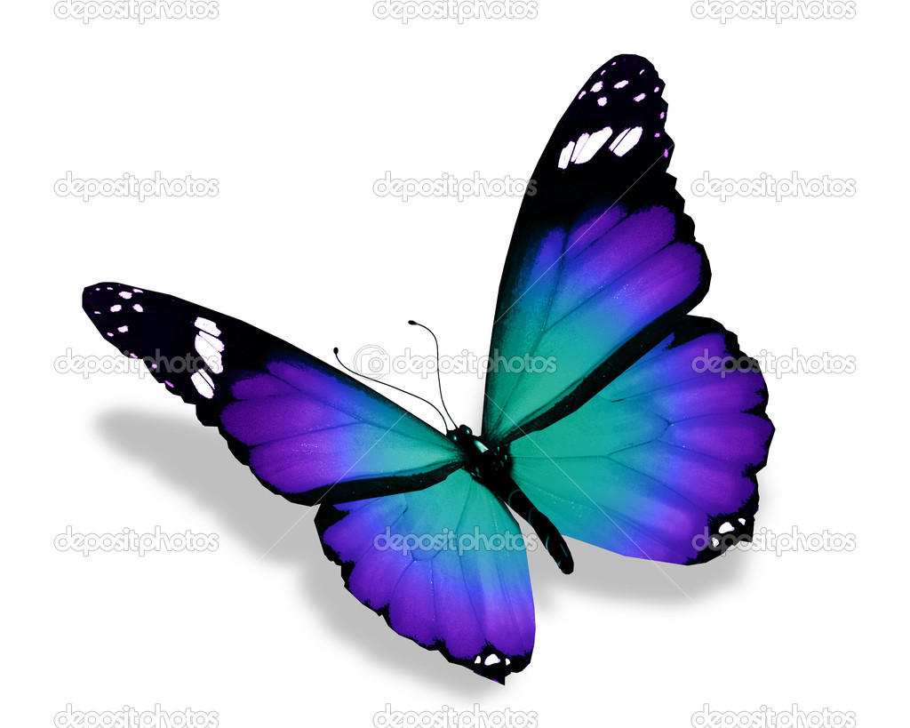 Turquoise butterfly, isolated on white Stock Photo by ©sun_tiger 14367653