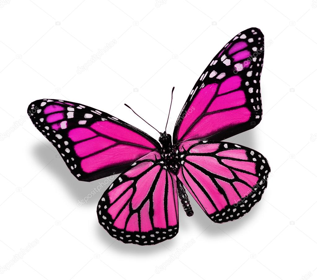 Farfalla rosa, isolata su bianco - Foto Stock: Foto, Immagini © sun ...