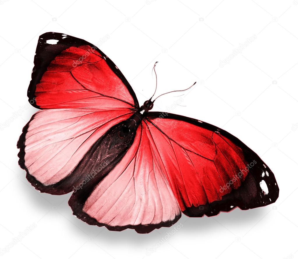 Morpho red butterfly , isolated on white — Stock Photo © sun_tiger ...
