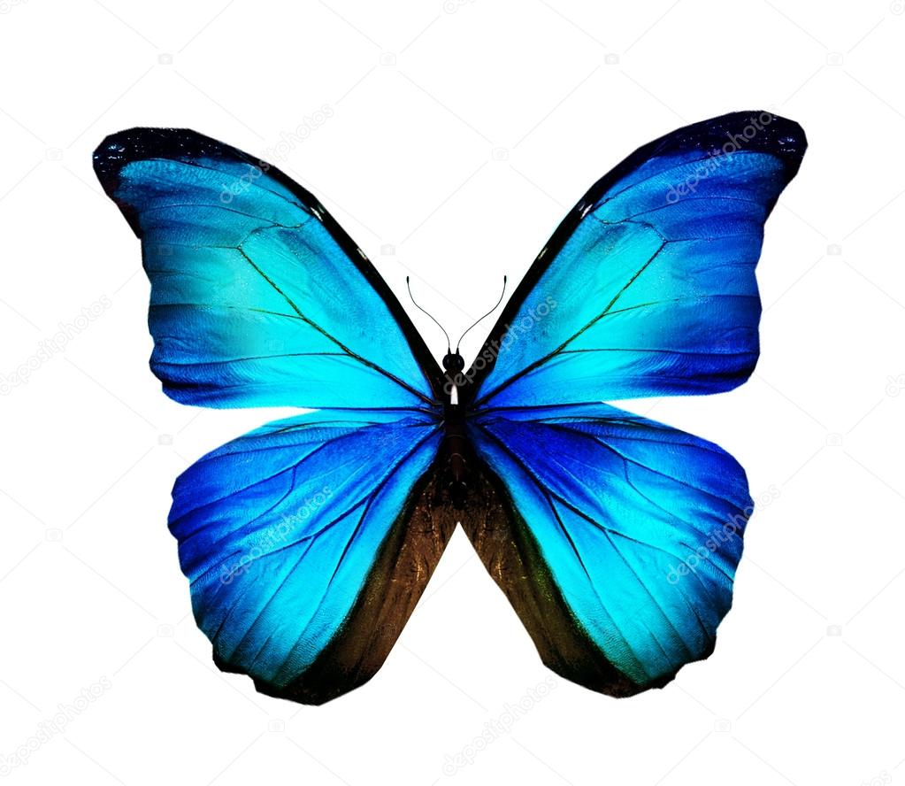 Morpho blue turquoise butterfly , isolated on white — Stock Photo © sun ...