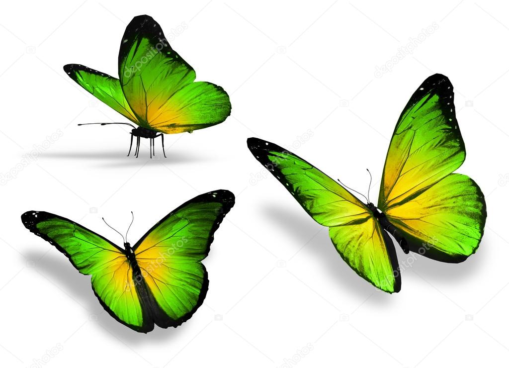 Three yellow green butterfly, isolated on white background — Stock ...