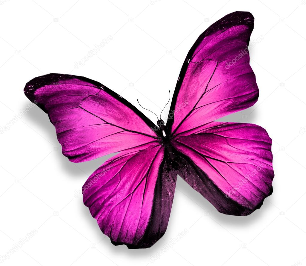 Morpho pink butterfly , isolated on white — Stock Photo © sun_tiger ...
