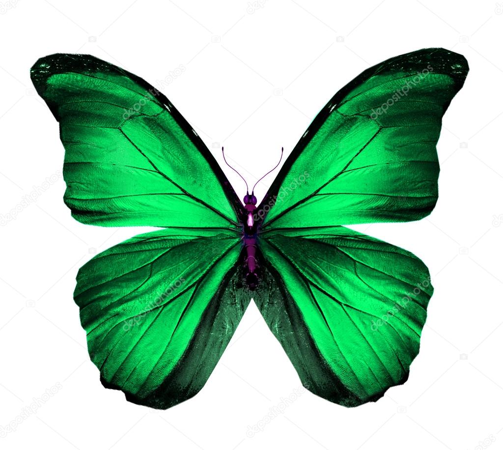 Farfalla turchese verde morpho, isolata su bianco — Foto stock di © sun ...