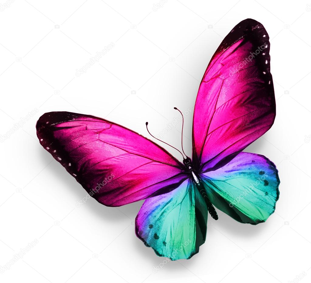 Pink turquoise butterfly , isolated on white Stock Photo by ©sun_tiger ...